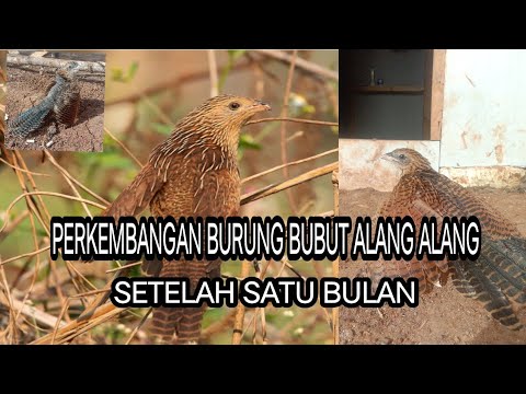 Perkembangan burung bubut alang alang setelah satu bulan - YouTube