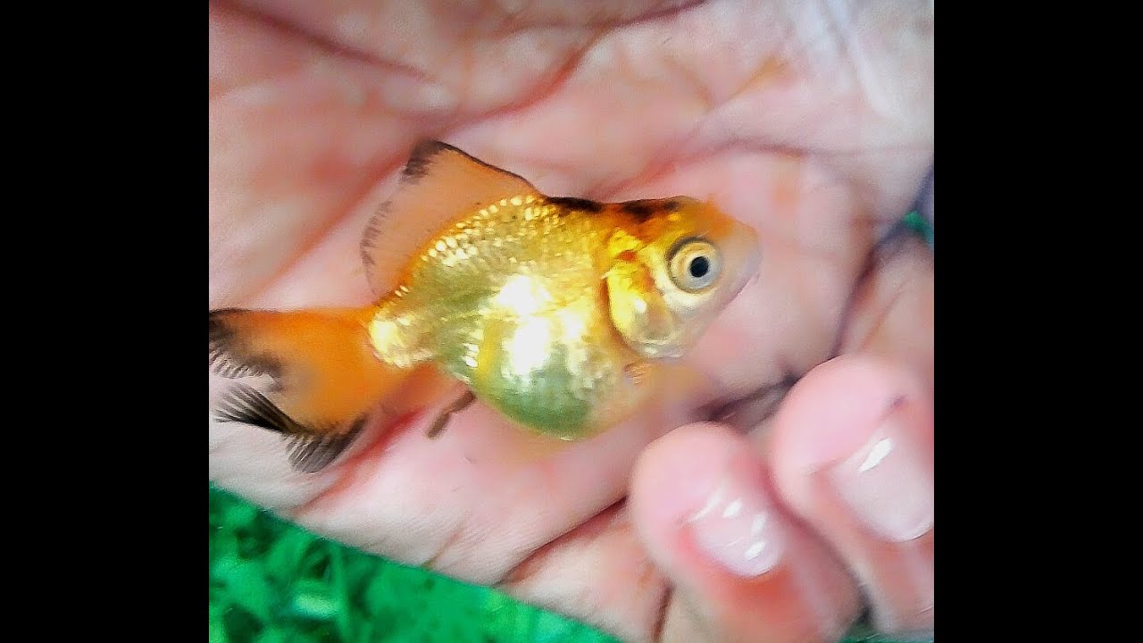 Goldfish fry from 1 day to 3 months - YouTube