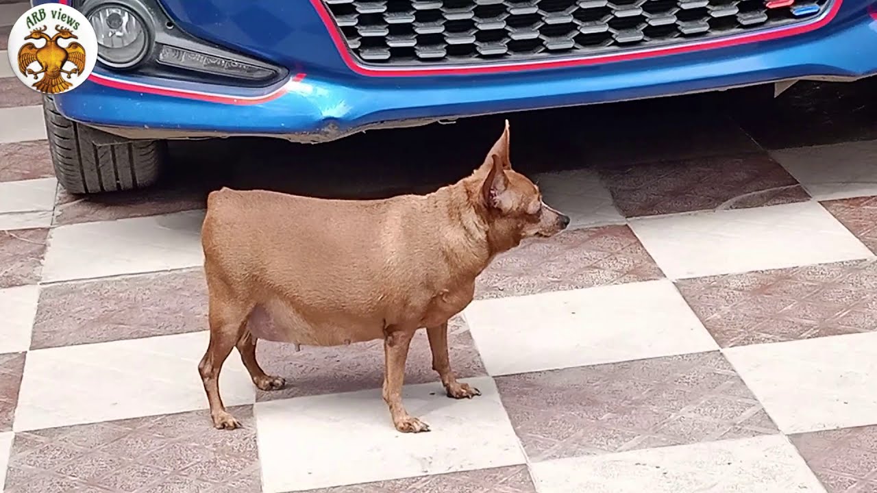 Pregnant Miniature Pinscher Dog / Min Pin Dog Breed - YouTube