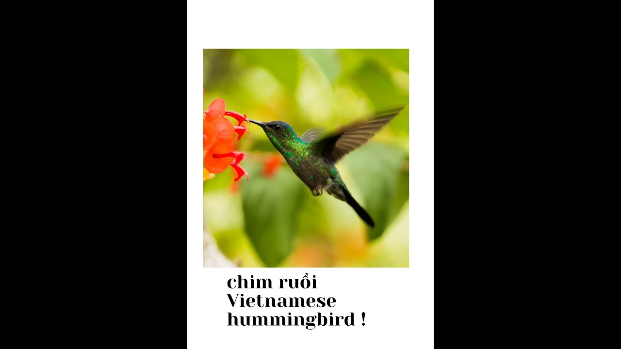 Loài Chim nhỏ nhất thế giới có Ở Việt Nam! (Chim Ruồi). Vietnamese ...