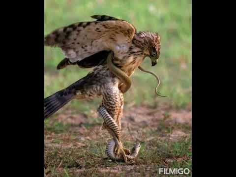 Kanawa Kawizo Bachabe Chabe