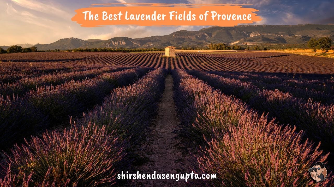 Ultimate Guide to Visiting Best Lavender Fields of Provence, France ...