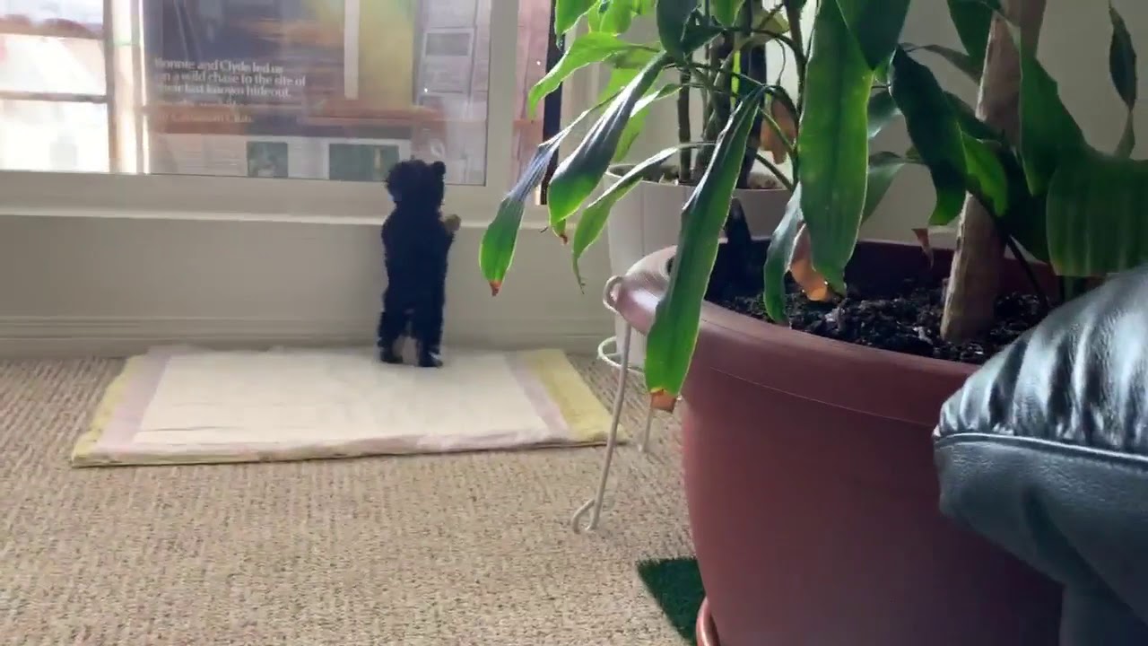 Girl Yorkie Puppy 3 Month Old 🐕 - YouTube
