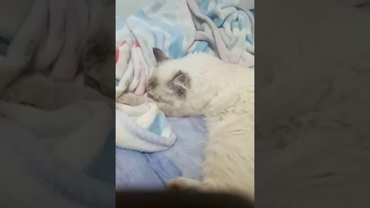 ANG PUSANG KAIN TULOG - YouTube