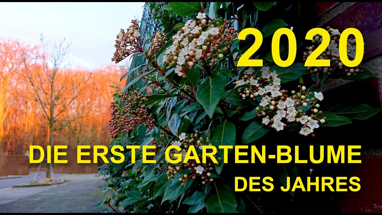 Die erste Garten-Blume des Jahres 2020 | 365 Tage blühender Garten - YouTube