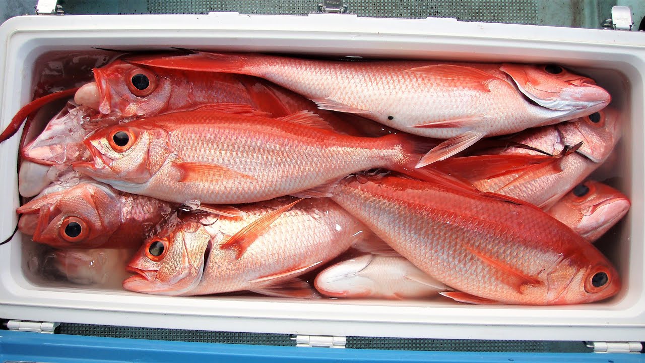 Hawaiian Dream Deep Bottom Fishing for Queen Snapper or what we call in ...