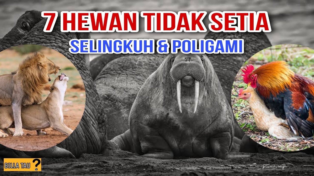7 Hewan TIDAK SETIA Suka Selingkuh & Poligami - YouTube