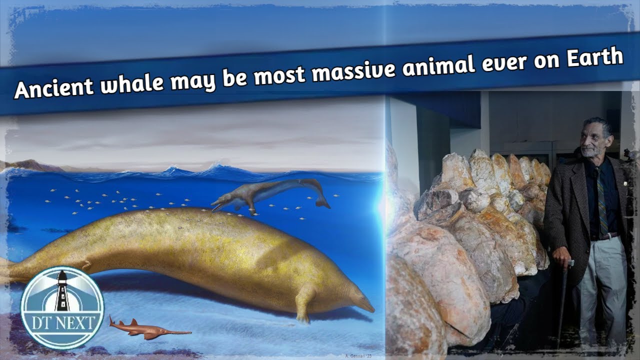 Ancient whale from Peru may be most massive animal ever on Earth | DT ...