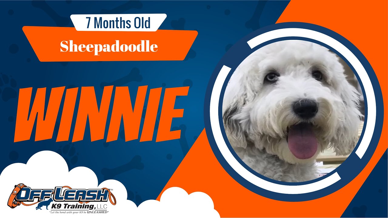 Off-Leash Excellence: Winnie's K9 Training Success Story! - YouTube