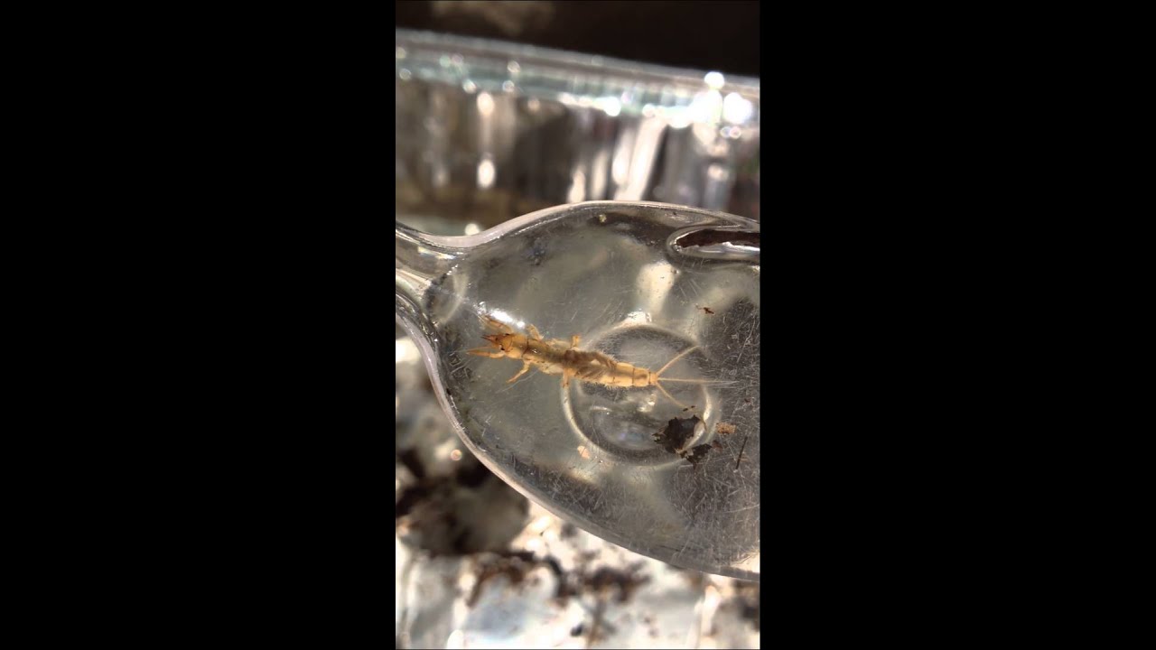 Burrowing Mayfly - YouTube