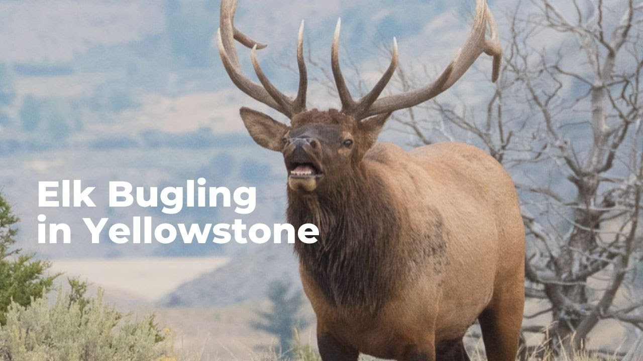 Bull Elk Bugling in Yellowstone - YouTube