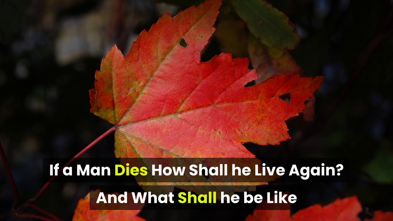 2TG32 - If A Man Dies How Shall He Live Again And What Shall He Be Like ...
