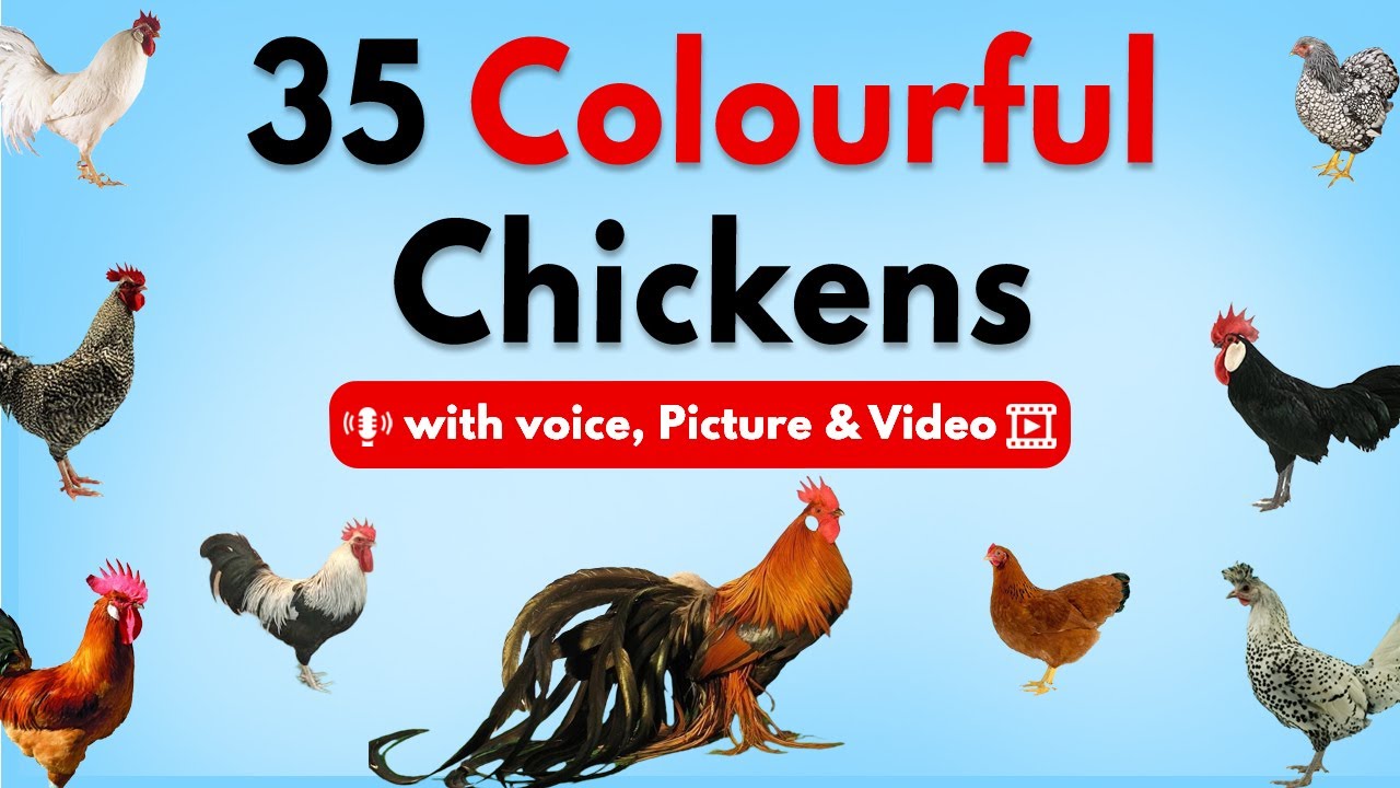 35 Amazing Chicken Breeds 🐓 | Learn Hen, Rooster & Chicken Names in ...
