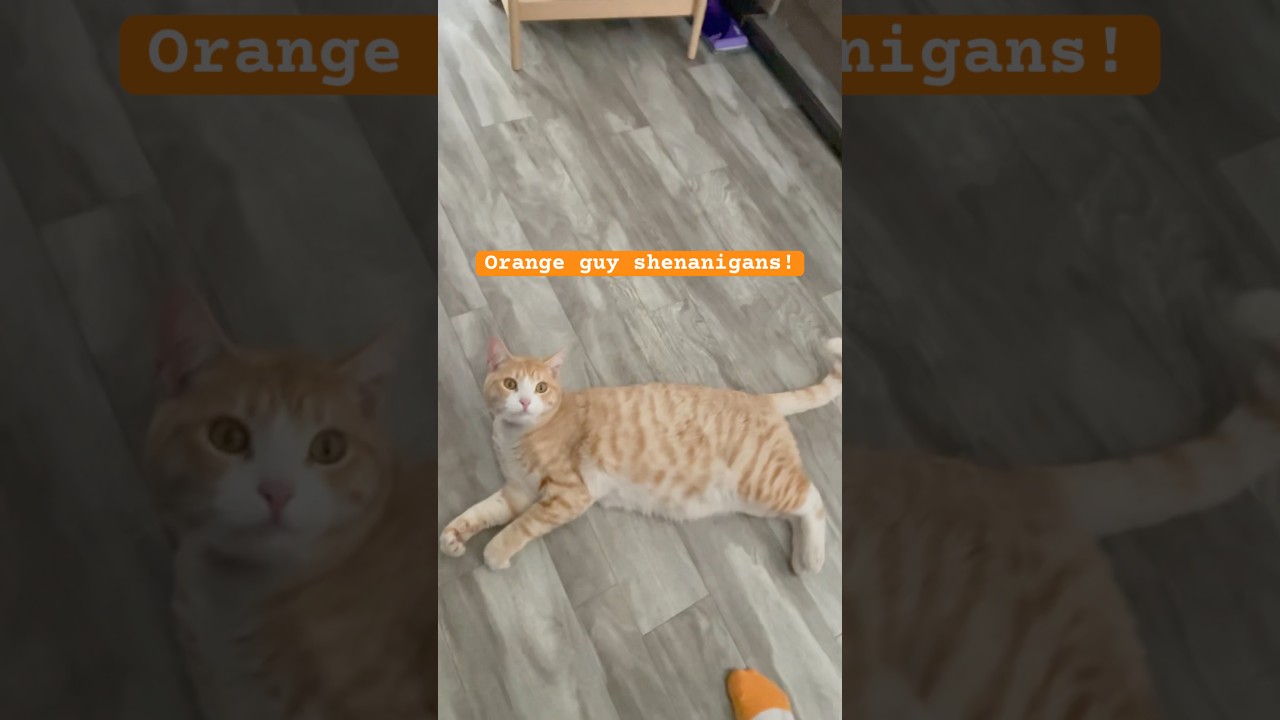 Orange guy behavior: #catbehavior #cat #orangecat #funnycats # ...