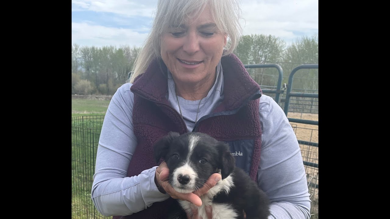 Robin Brown loves her life as a professional stock dog trainer in Idaho ...