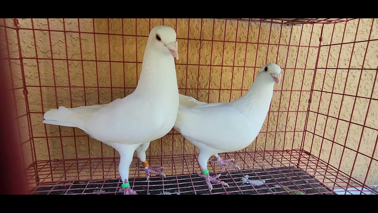 I can't keep them all. Some have to move out. White Racing Homers for ...