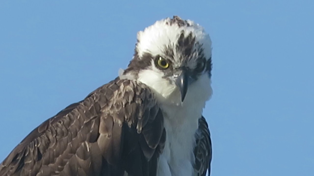 Birds - Osprey in Morro Bay, California - YouTube