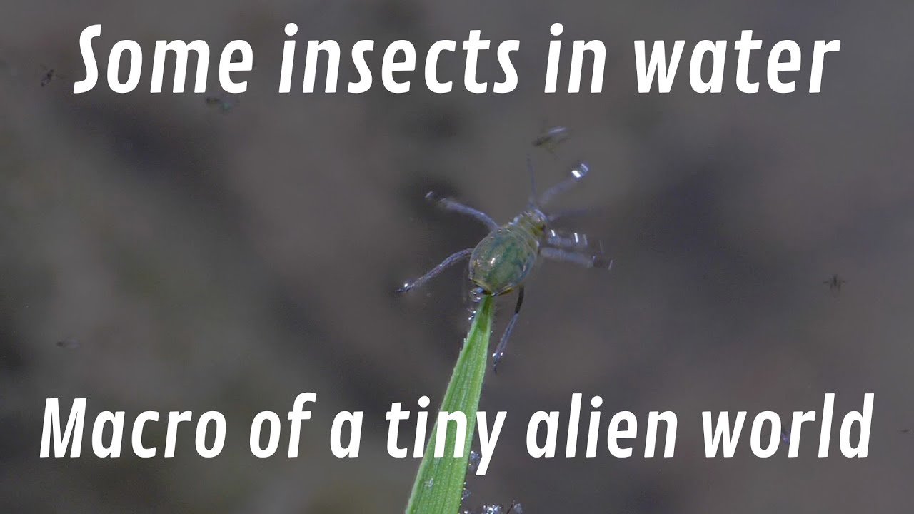 Some insects in water: macro of a tiny alien world - YouTube