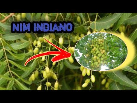 PLANTA NIM OU NEEM - PARA QUÊ SERVE ESTA PLANTA? | PLANTA NIM OU NEEM É ...