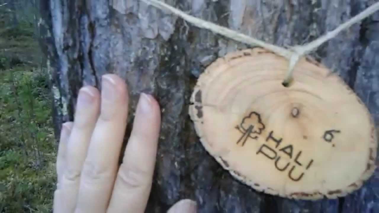 HaliPuu - hugging a tree in Lapland, Finland - YouTube
