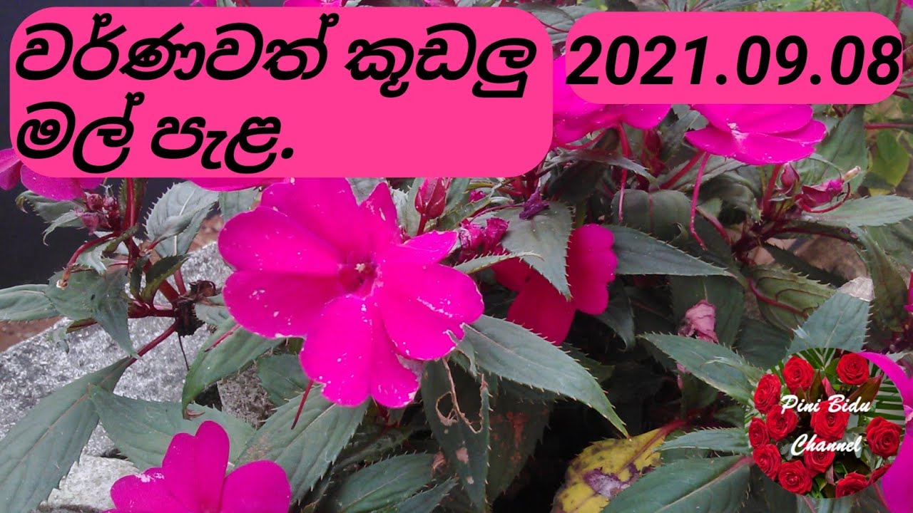 kuudalu vavamu.කූඩලු වවමු.Pini Bidu. - YouTube