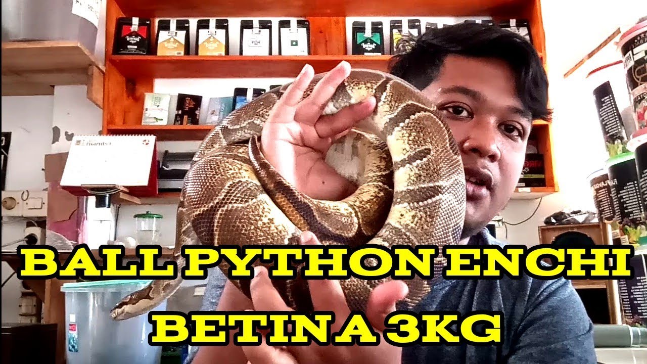 UNBOXING BALL PYTHON ENCHI || KOK MIRIP BP NORMAL??? - YouTube