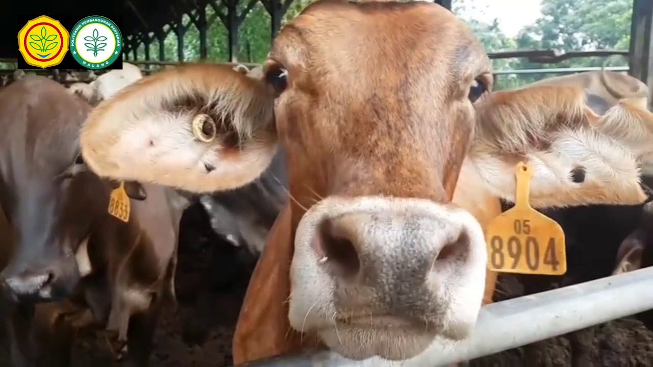 Cara Mengetahui Deteksi Birahi Pada Sapi - YouTube