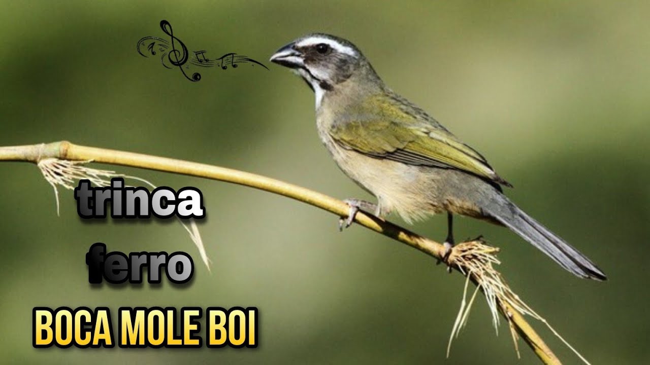 o melhor canto trinca ferro boca mole boi! | mp Jardim - YouTube
