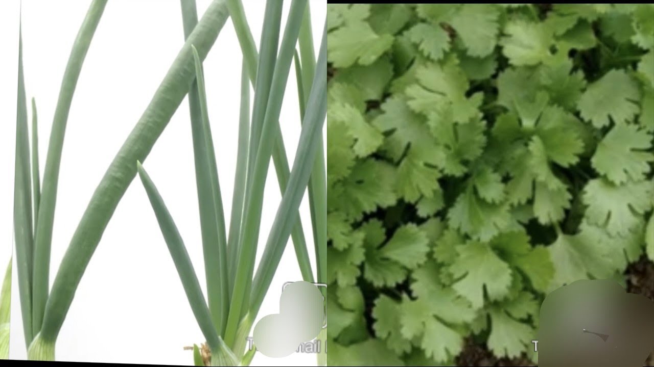 ONION,DANIA AWLSAM TAKA NEIH DAN(How to Grow Onion,Dania) - YouTube