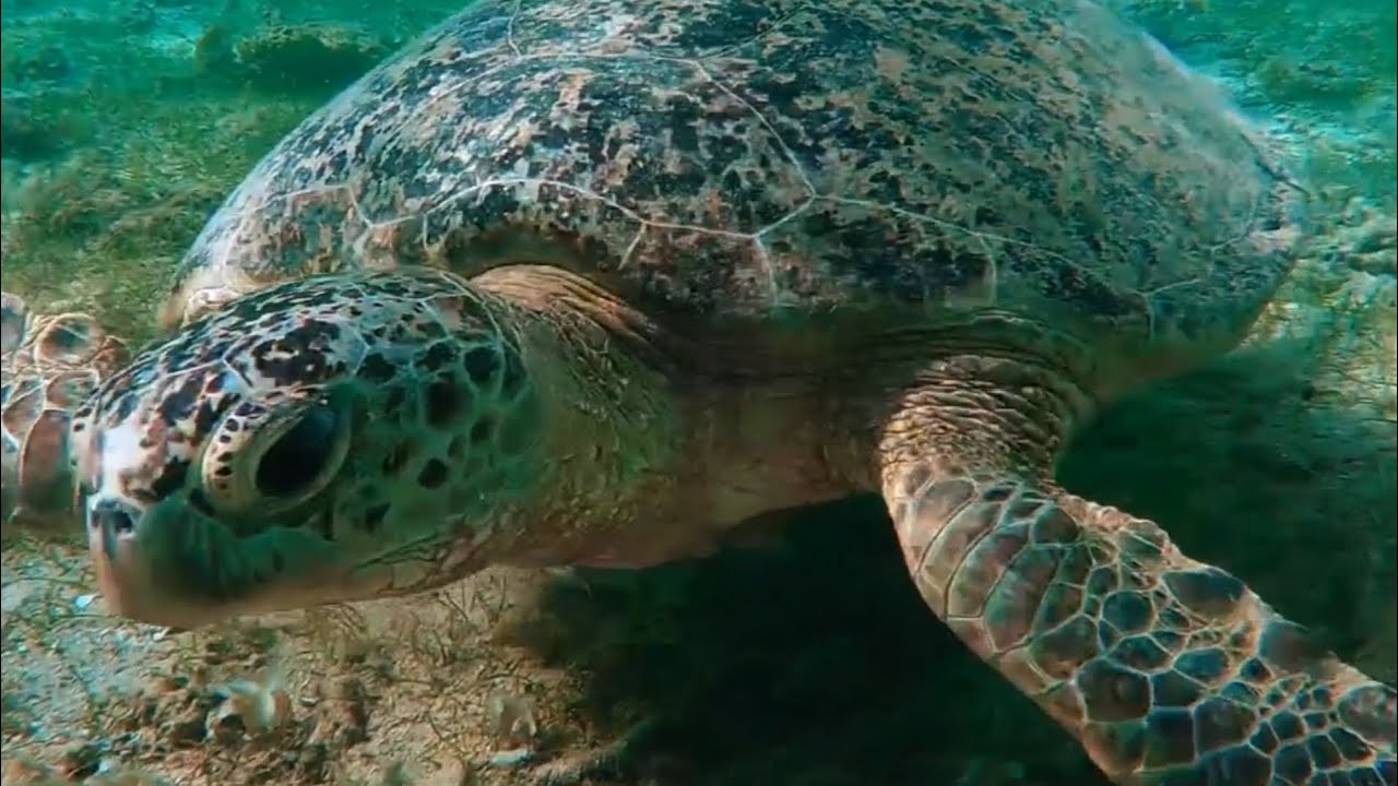 sea turtles - YouTube