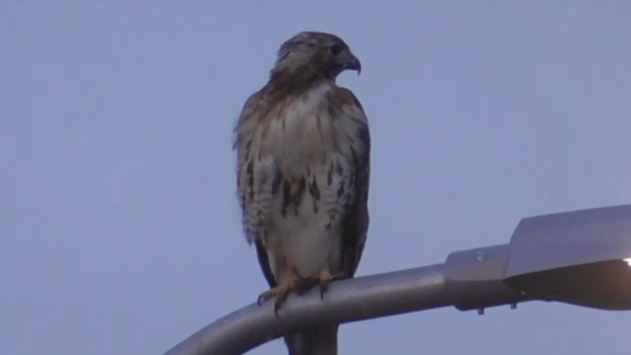 Redtailed Hawk Evening Hunt - YouTube