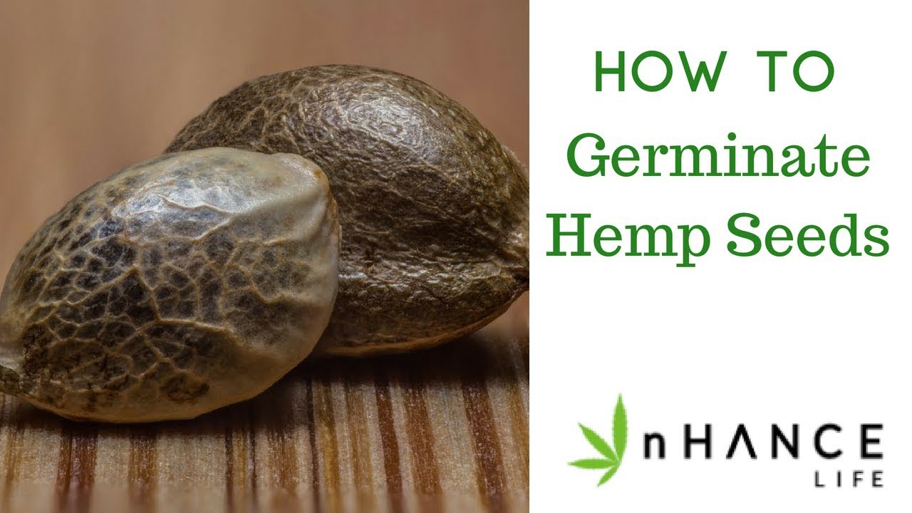 How to germinate hemp seeds - Hemp & CBD