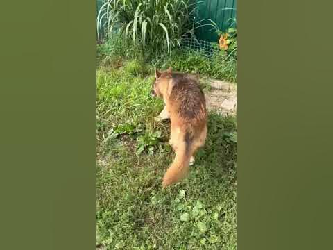 Ардана, прогулка - YouTube