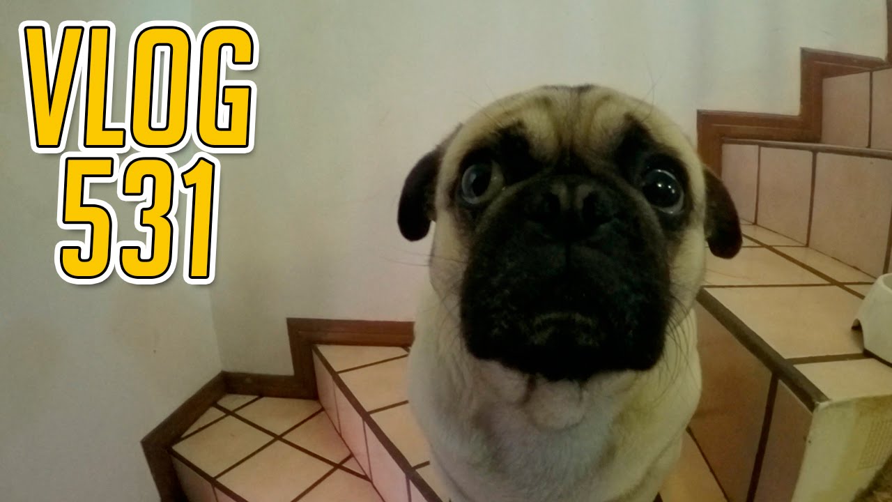 Vlog 531 | Un día muy triste y pobre Macario - YouTube