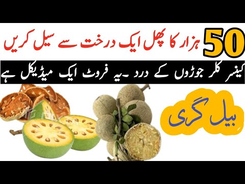 wood Apple // high yield profitable farming // belgiri farming in ...
