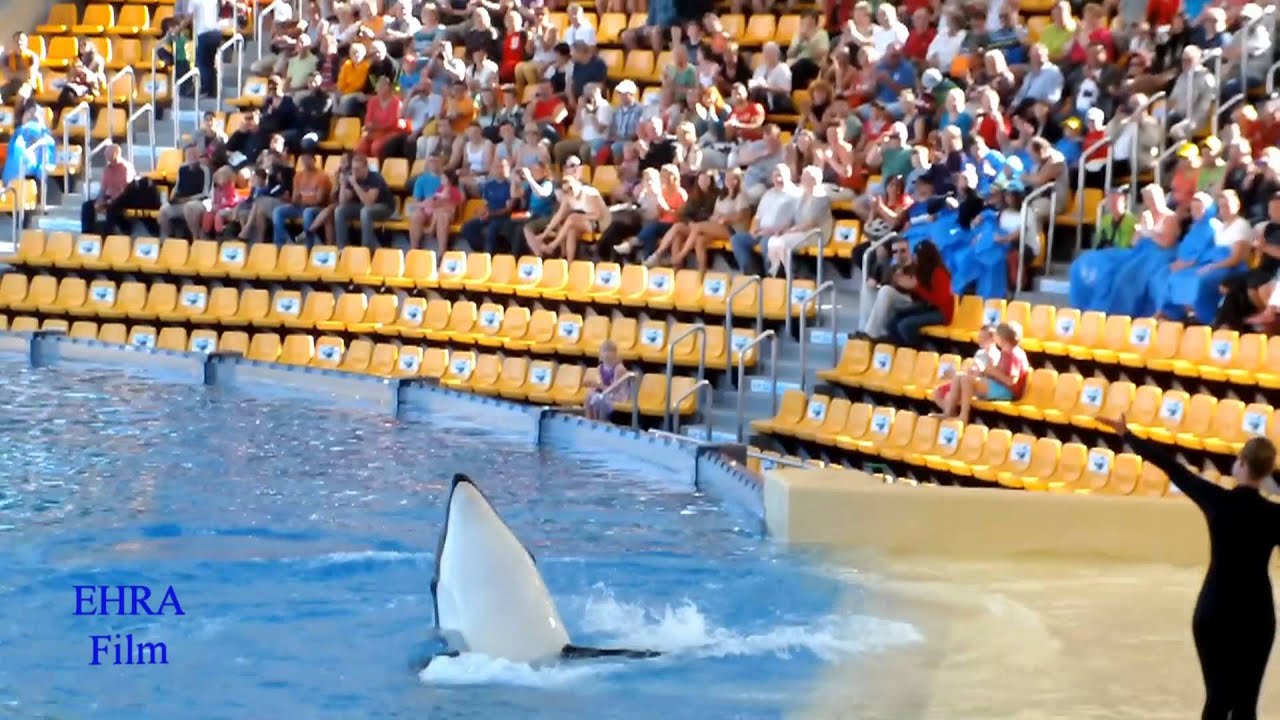 Loro Park Teneriffa Orca Show * Loro Parque Orca Ocean - YouTube
