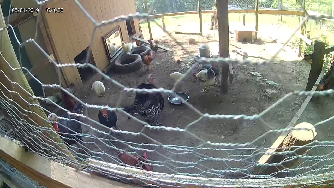 Turkey flexin - YouTube