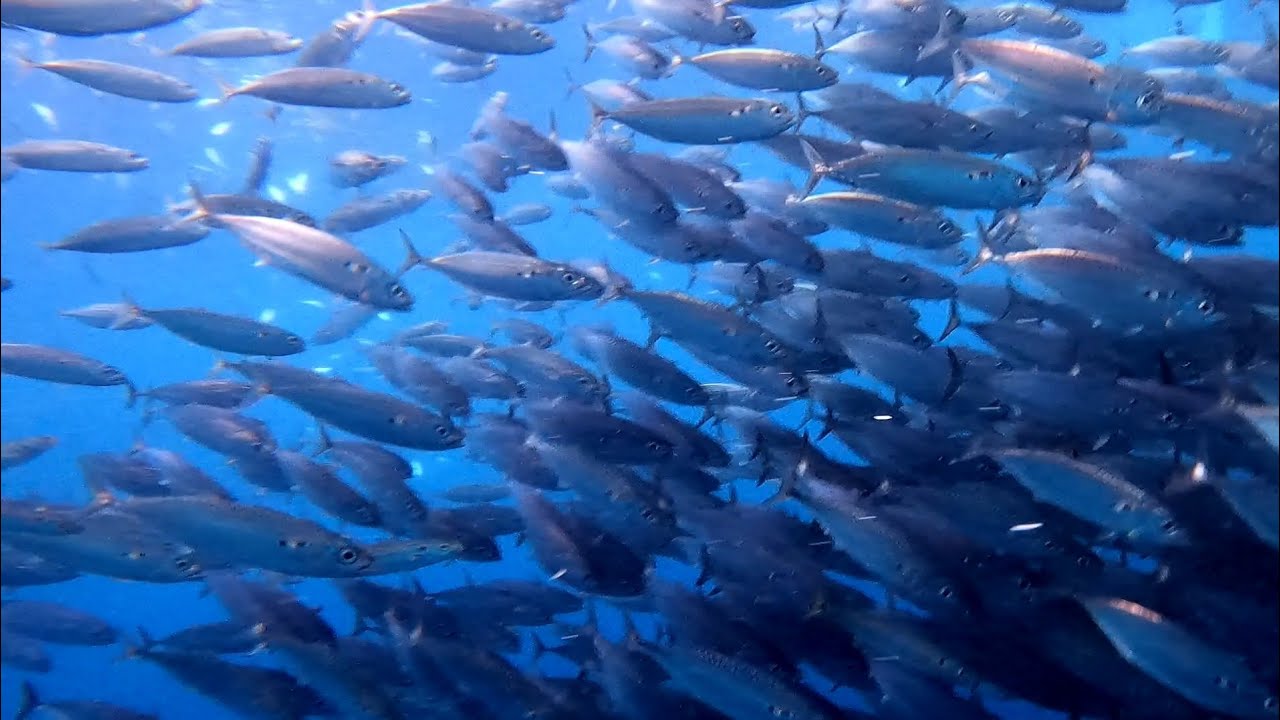 Amazing thousands of mackerel tuna, big eye Scad fish (traditional ...