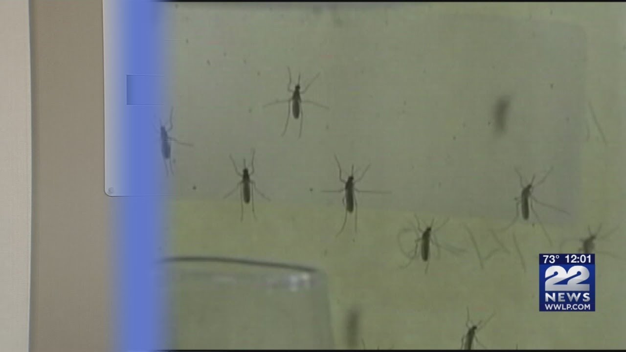 EEE outbreaks not uncommon in Massachusetts - YouTube