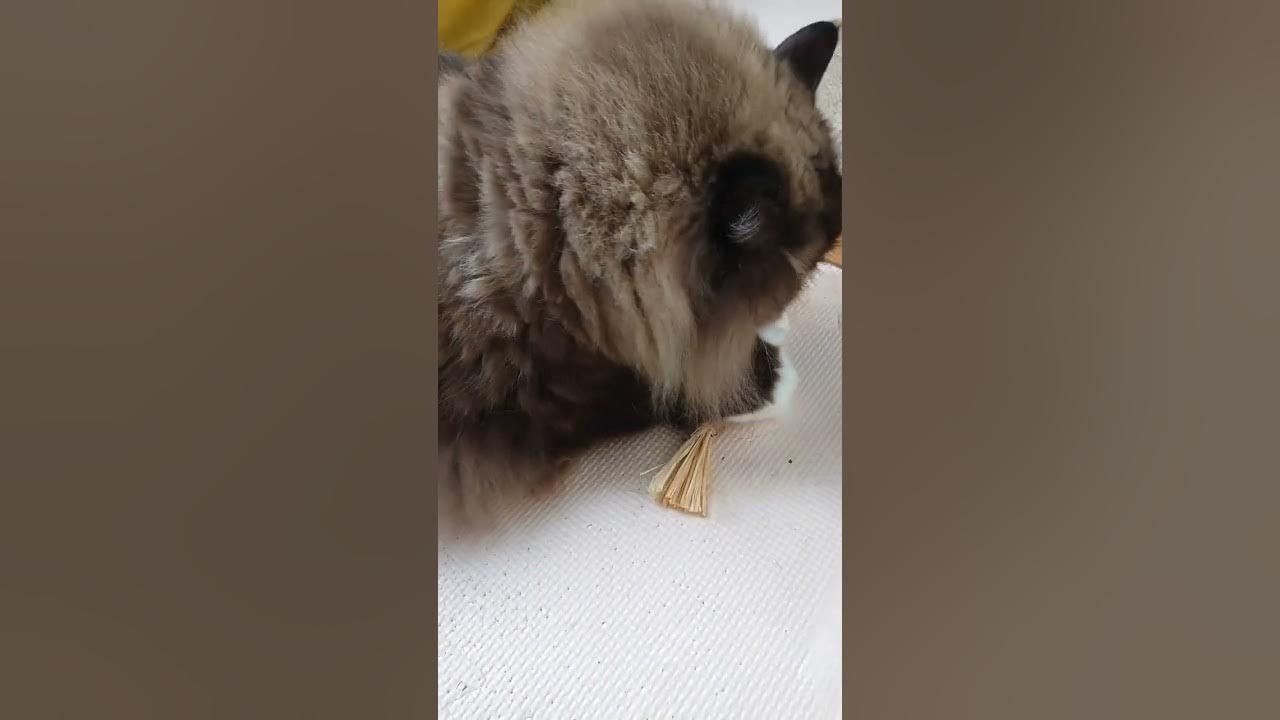 ダブルまたたび #cats #ragdoll #またたび #catnip - YouTube