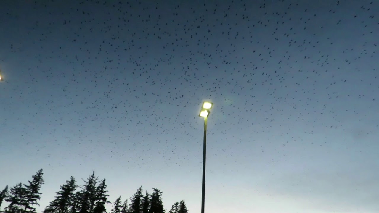 Bothell Crows. Jan 2019. - YouTube