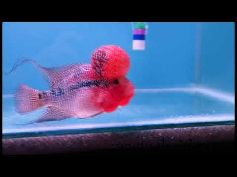 24 Super Red Dragon flowerhorn for sale www thaiFH com - YouTube