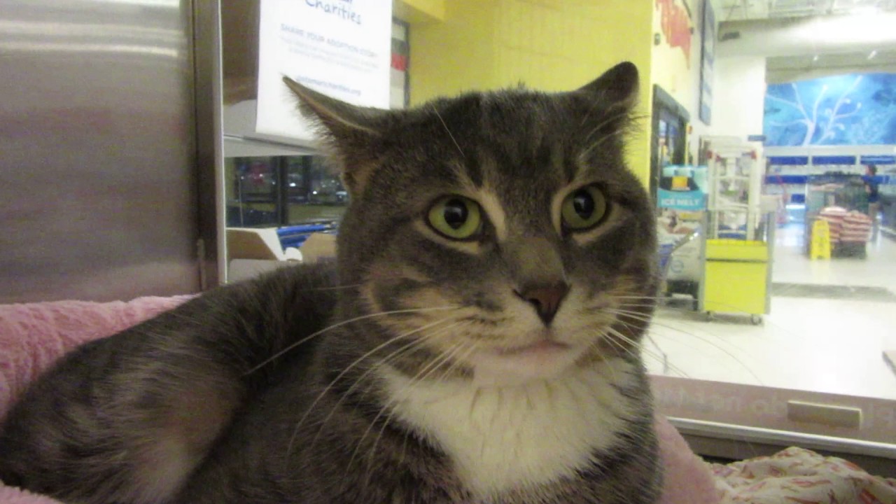 Meet sweet STUBBY - YouTube