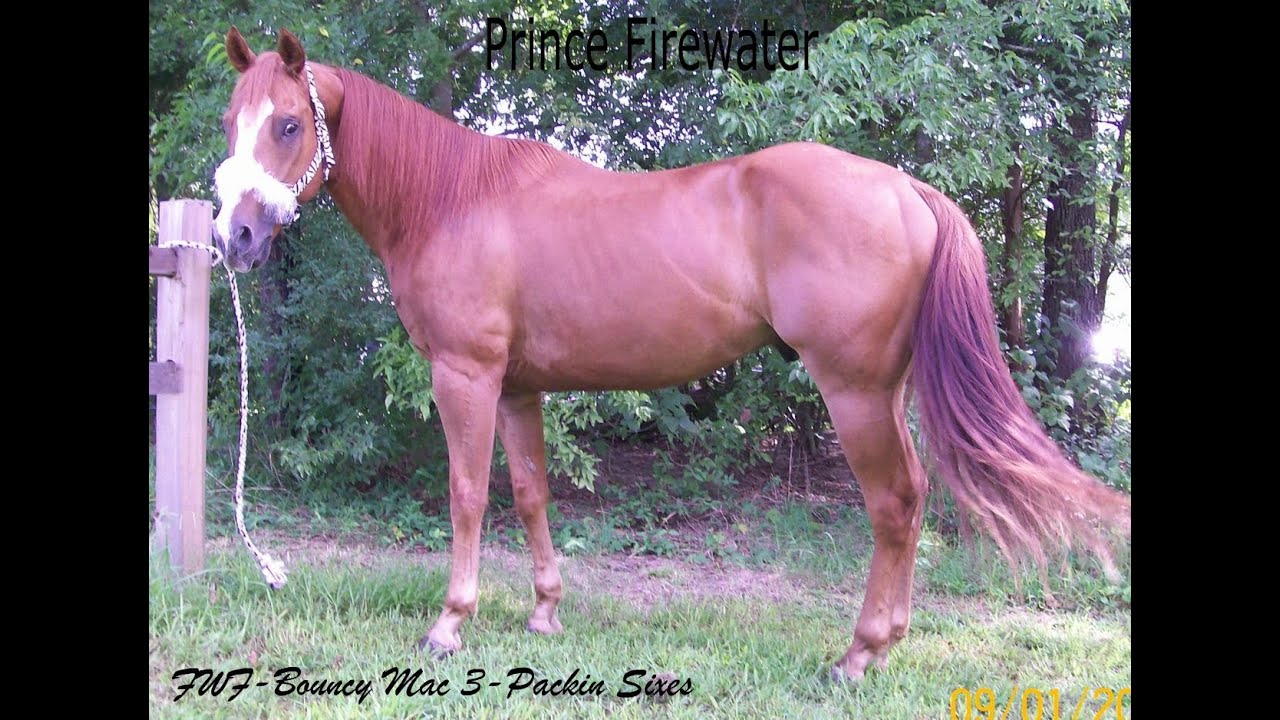 Prince Firewater loping pattern - YouTube