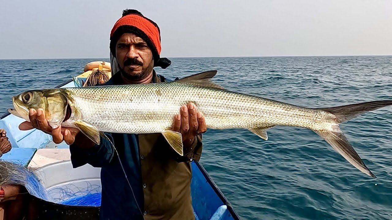 Catching Cobia Fish, Sea Bass & Lady Fish in the Sea - YouTube