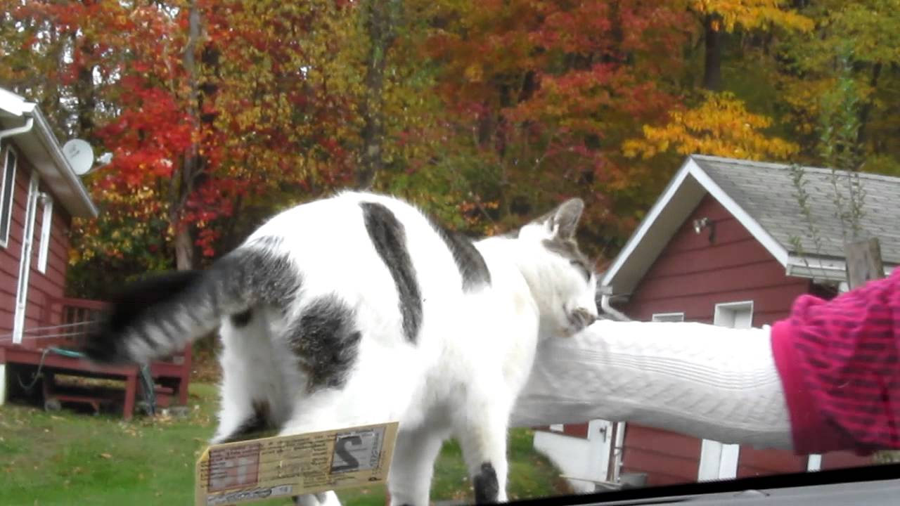 HOBBS, THE CAT - YouTube