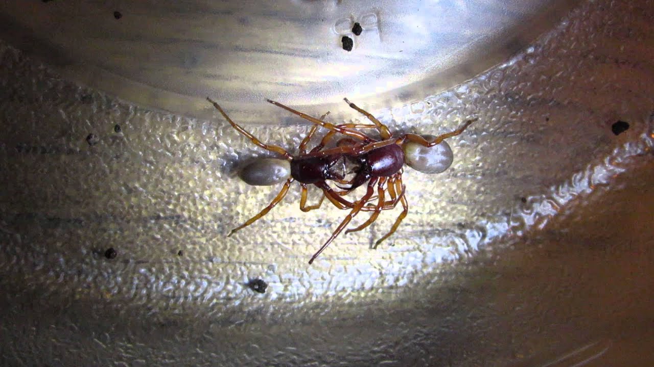 Woodlouse Spider Mating Ritual Hd Youtube