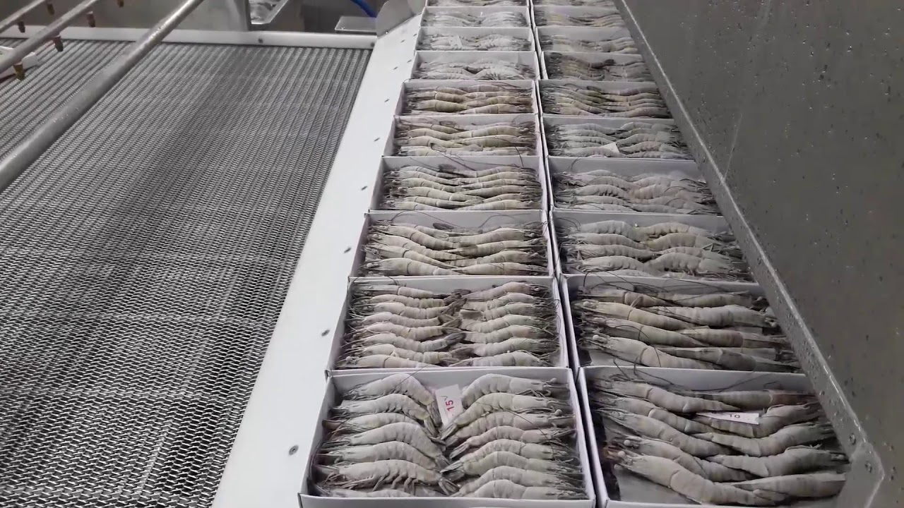 IQF Machine for shrimp / Contact : info@rms.vn - YouTube