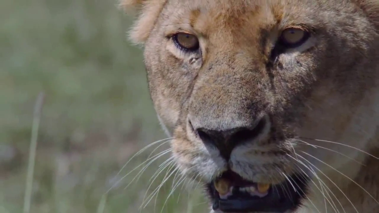 The lion's speed is so fast that it can even catch up with a group of ...