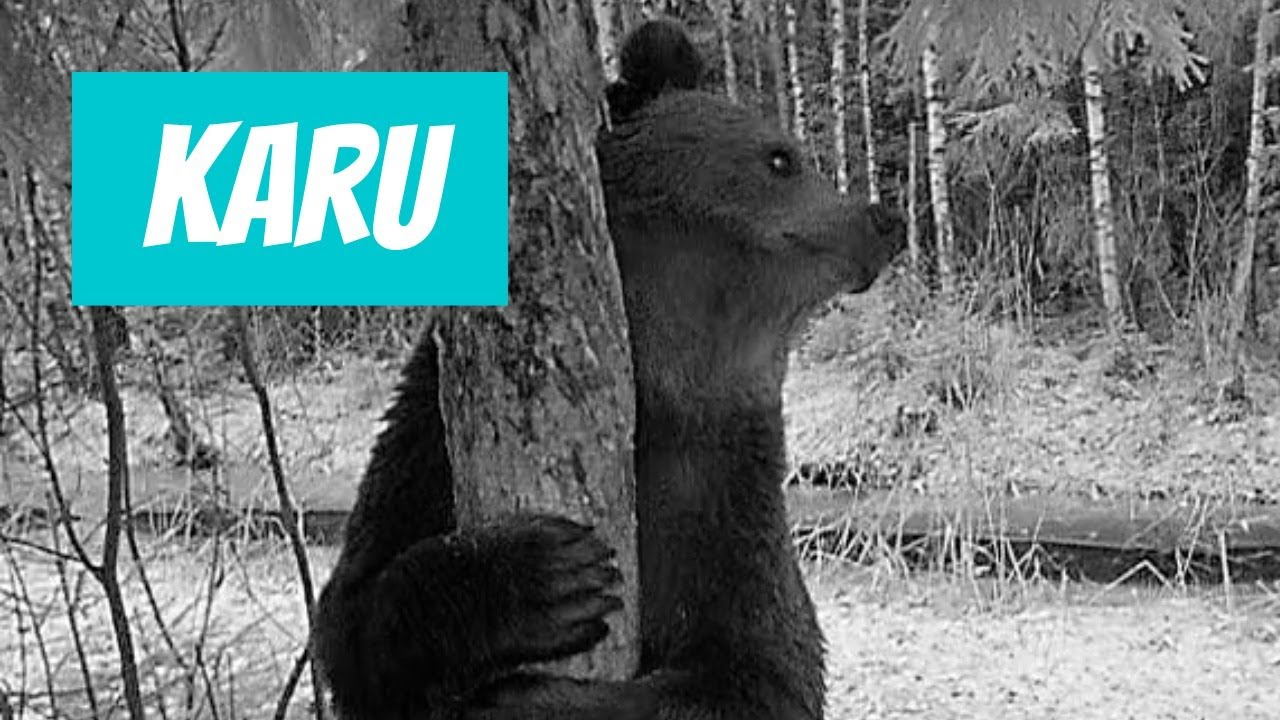 Pruunkaru (Ursus arctos; Brown bear) - Eesti loodus - YouTube
